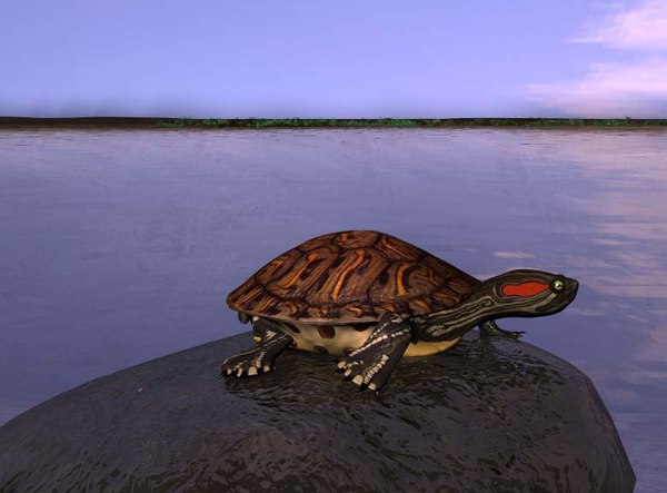 maya animalturtlereptile