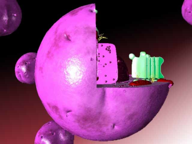 3d human body cell model