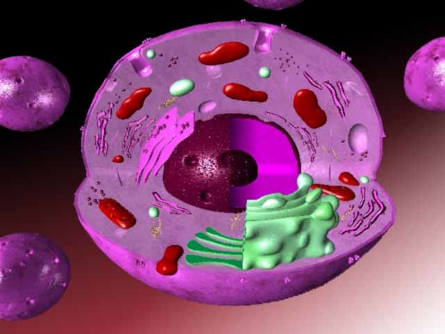 3d human body cell model
