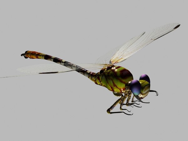 Dragonfly 3D Models for Download | TurboSquid
