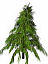 conifer bryce 3d model
