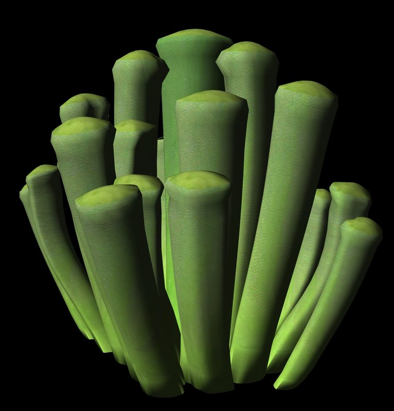 3d plant petals stem model