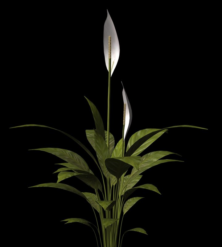 3d model plant petals stem