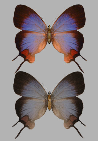 maya butterfly wings