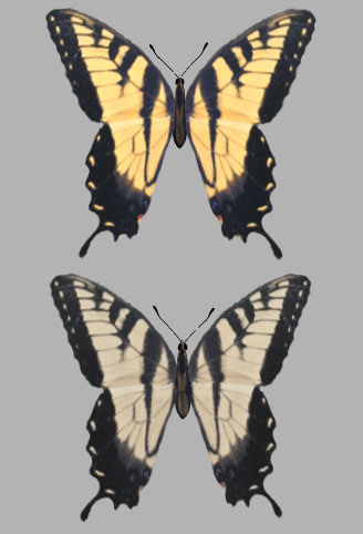 maya butterfly wings