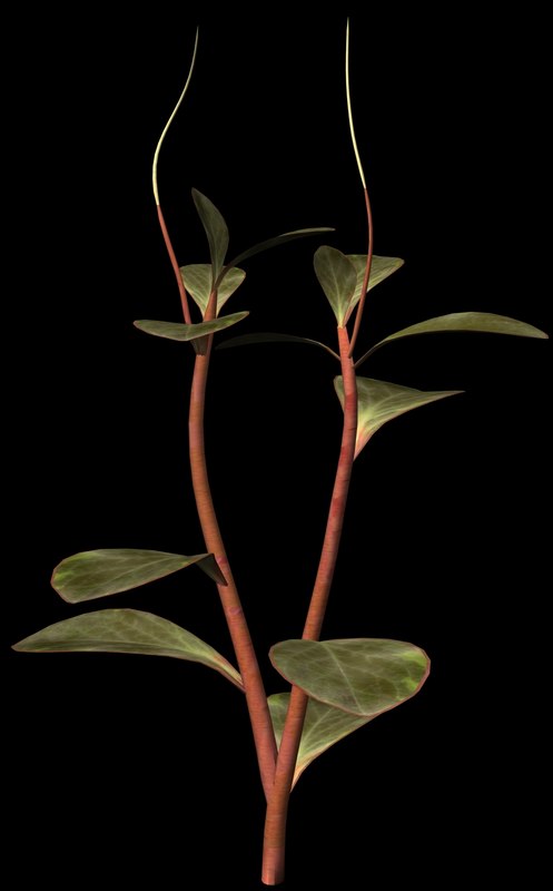 3d model plant petals stem