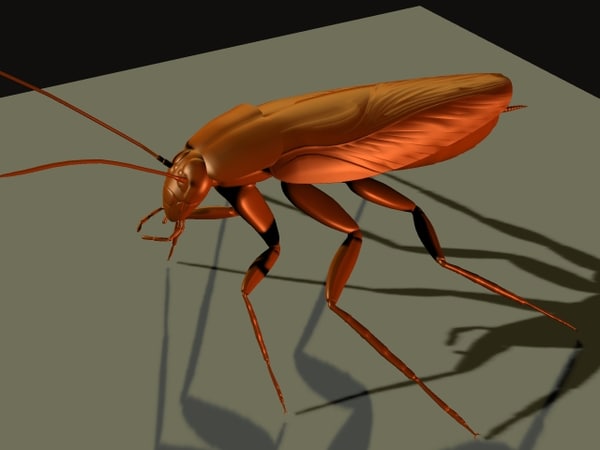 Cockroach 3D Models for Download | TurboSquid