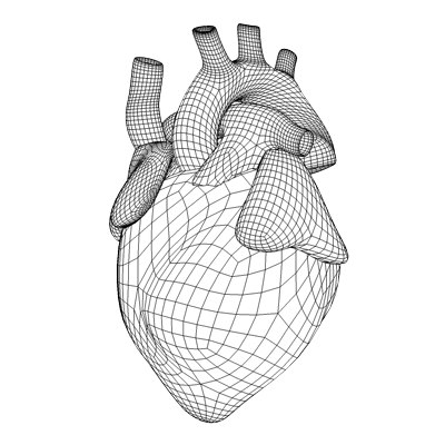 heart anatomy 3d model