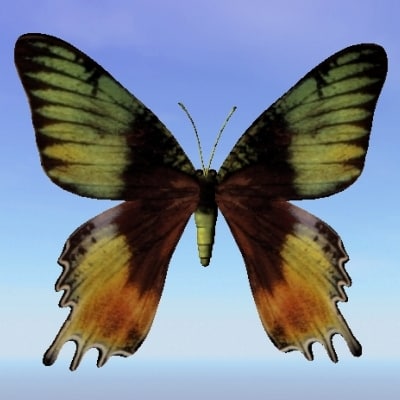 maya butterfly cyrysiridia