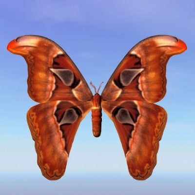 Moth 3D Models for Download | TurboSquid