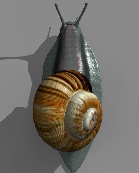 3d model snail