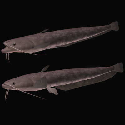 fish namazu 3d model