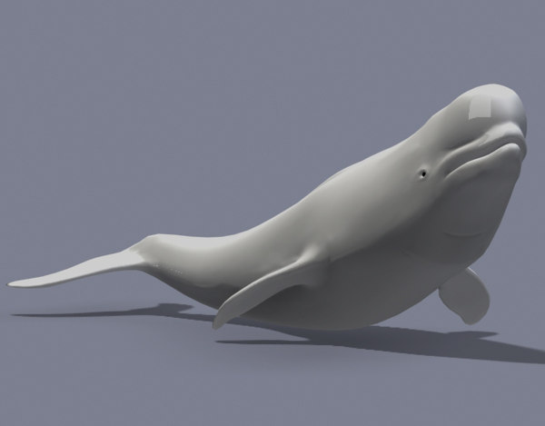 beluga 3d model