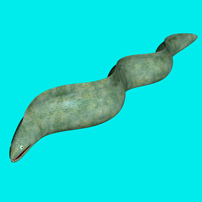 Eel 3D Models for Download | TurboSquid