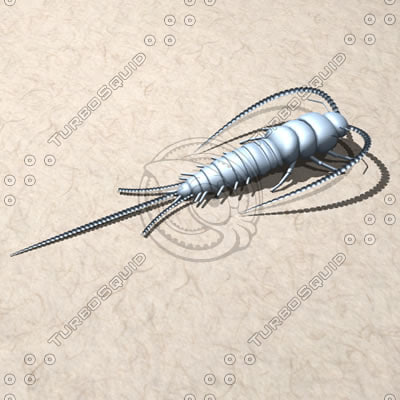 3d silverfish insect model