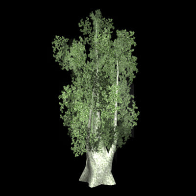 tree forest 3d model
