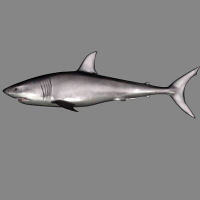 3d great white shark model