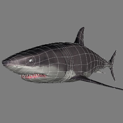 3d great white shark model