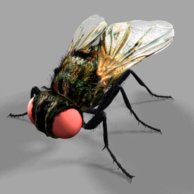 fly insect 3d model