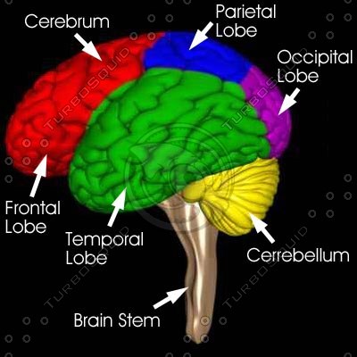 brain cerebellum 3d model