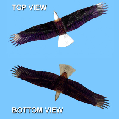 3d american bald eagle morph