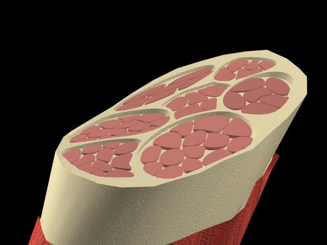 muscle fiber 3d model