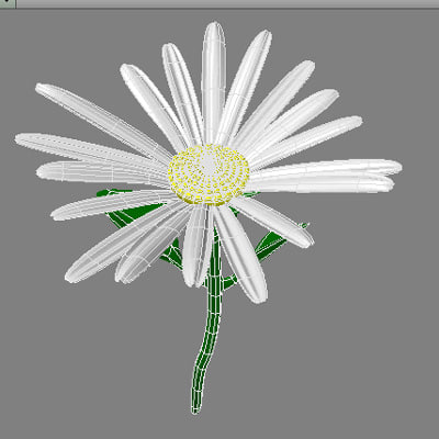 daisy flower 3d model