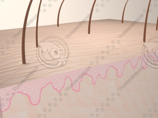 skin epidermis dermis 3d model