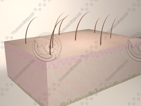 skin epidermis dermis 3d model