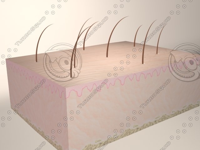 skin epidermis dermis 3d model