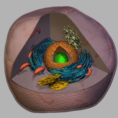 cell 3d model