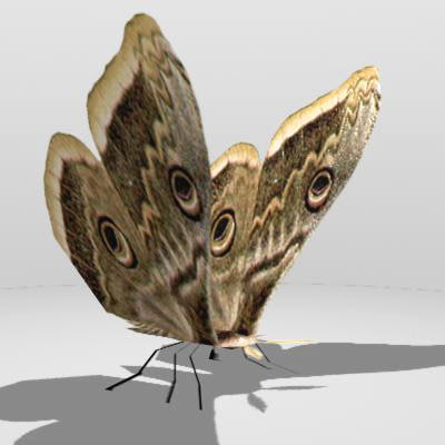 ma moth animation