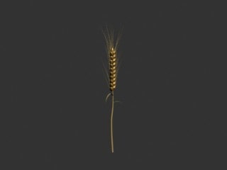 3d wheat model