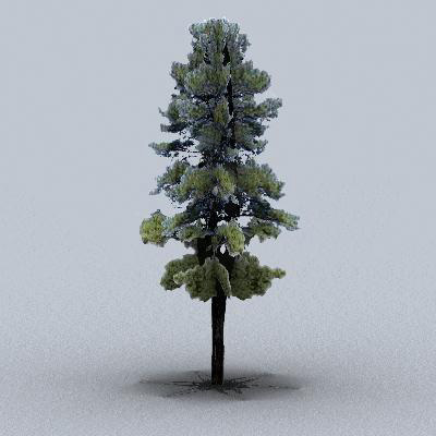 3d conifer trees