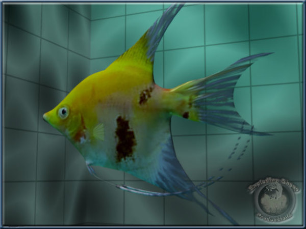 angel-fish animation lwo