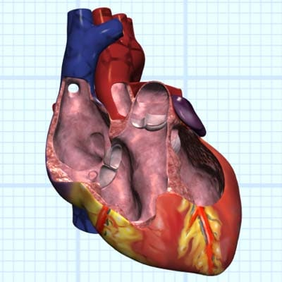 human heart interior 3d model