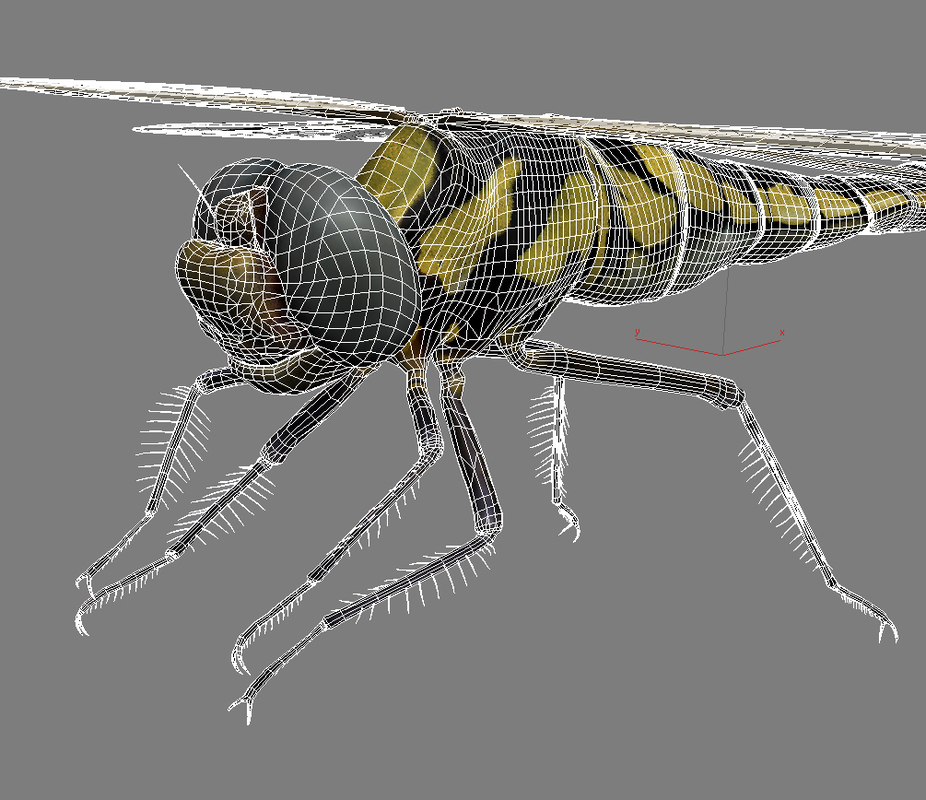 dragonfly 3d model