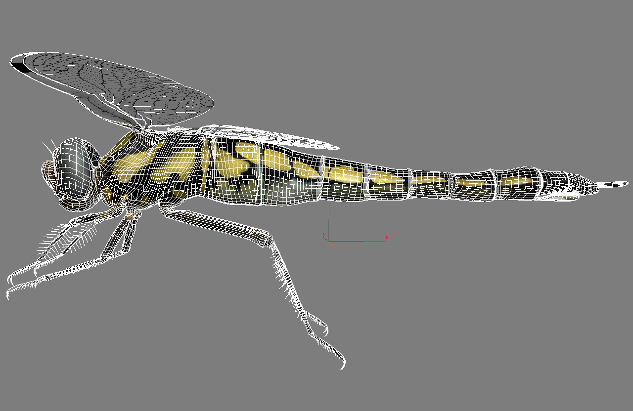 dragonfly 3d model