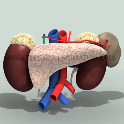 pancreas kidney spleen 3d model