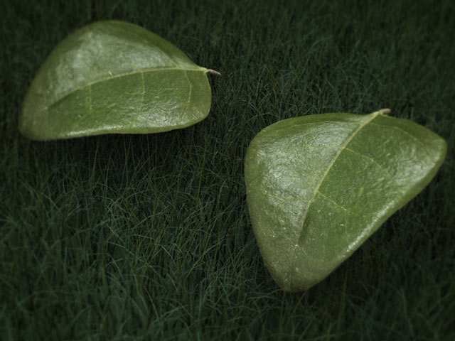 leaf 3d model