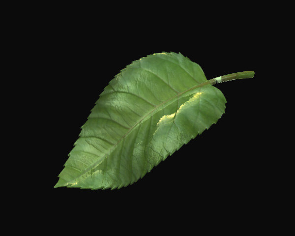 leaf 3d model
