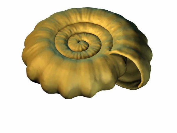 3d prehistoric sea shell