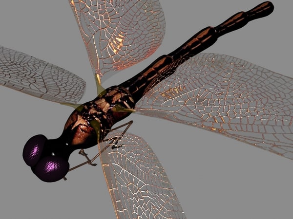Dragonfly 3D Models for Download | TurboSquid