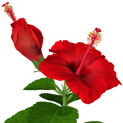flower hibiscus 3d model