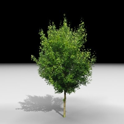 tree plant 3d model