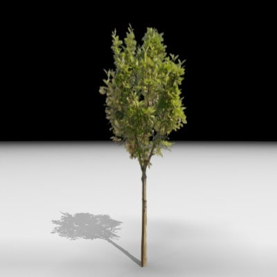 tree plant 3d model