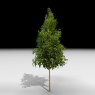 tree plant 3d model