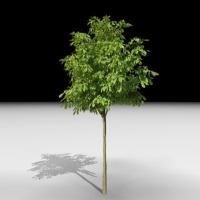 tree plant 3d model