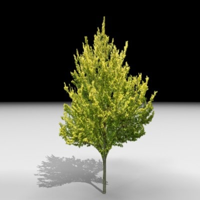 tree plant 3d model