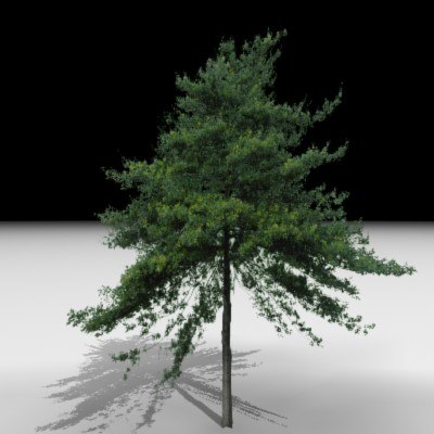 tree plant 3d model